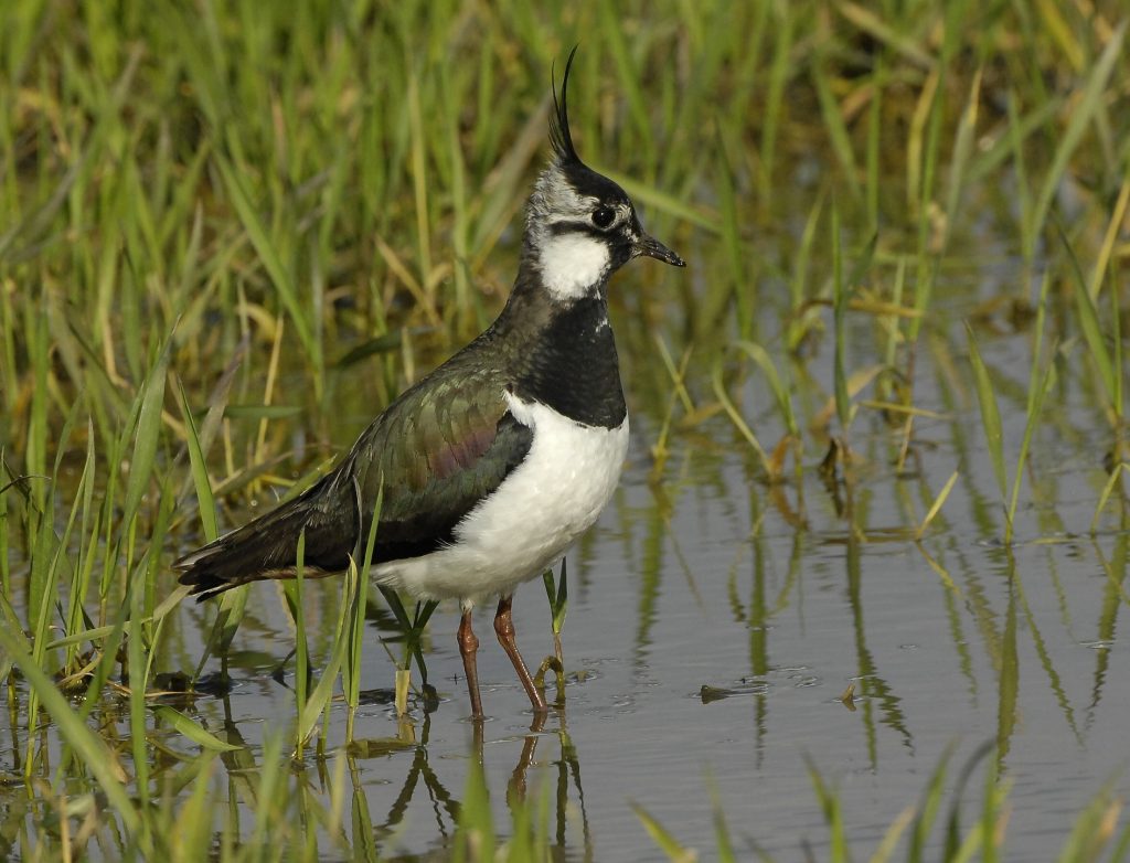 Pozorujte ptáky — občanská věda v ČSO • Česká společnost ornitologická