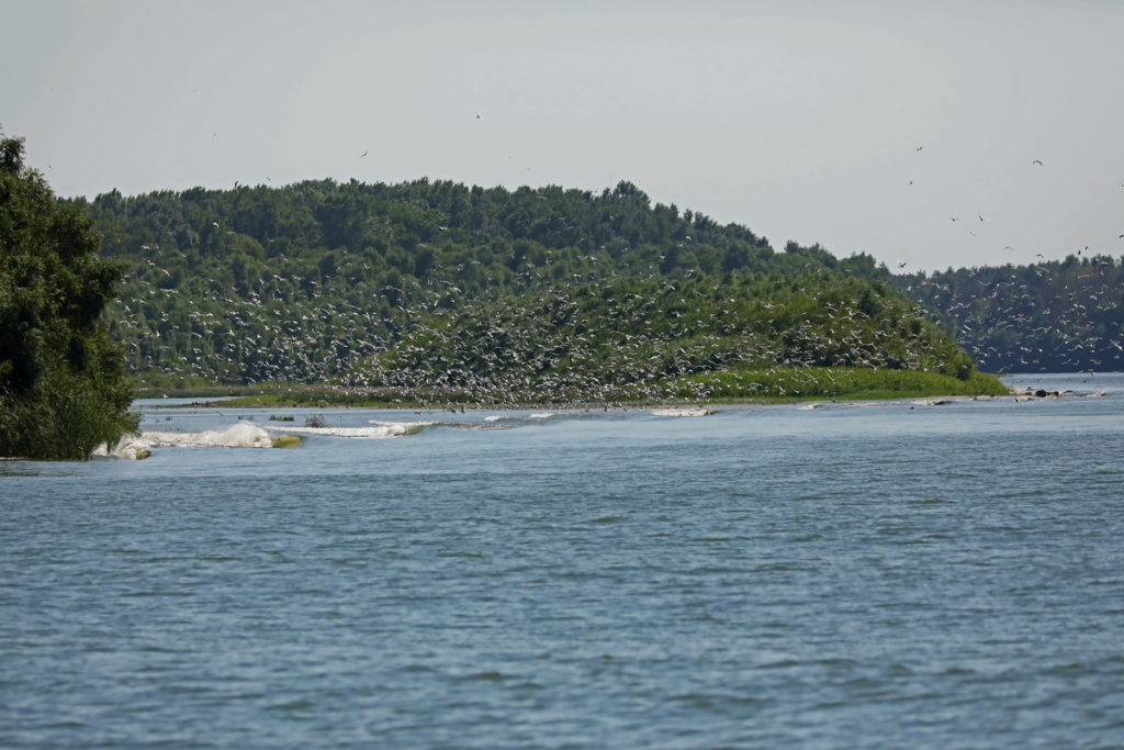 Reportáž z členské exkurze do delty Dunaje 2019 • Česká společnost ...