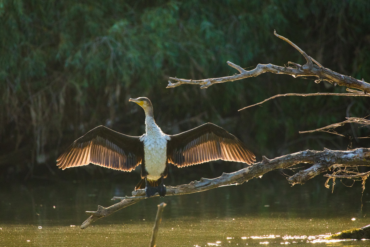 Reportáž z členské exkurze do delty Dunaje 2019 • Česká společnost ...