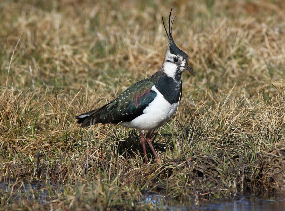 Bezpečně za čejkami • Česká společnost ornitologická