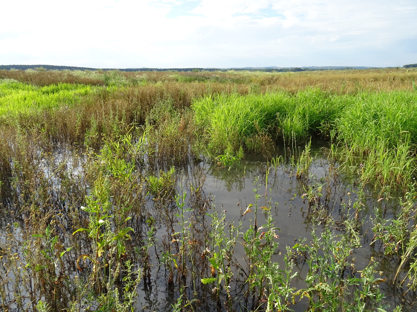 Polní mokřady jako oázy plné života. Deštivé počasí vrací vodu do ...