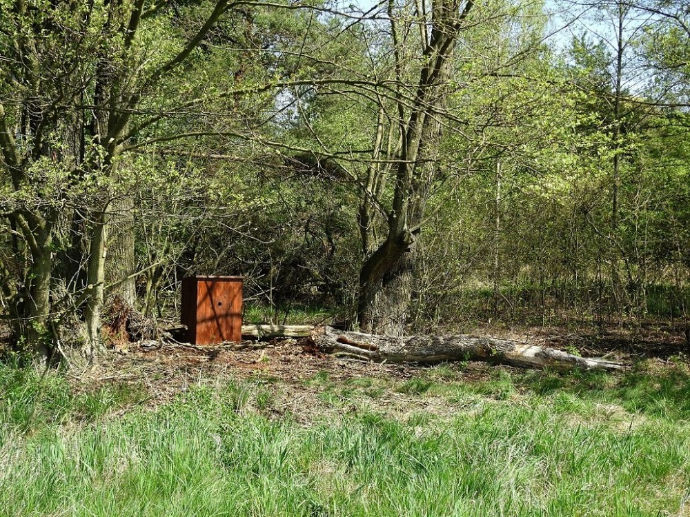 Východočeští ornitologové budou mapovat dudky, obrací se na veřejnost ...