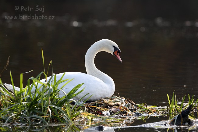 Sčítání středočeských a pražských labutí • Česká společnost ornitologická