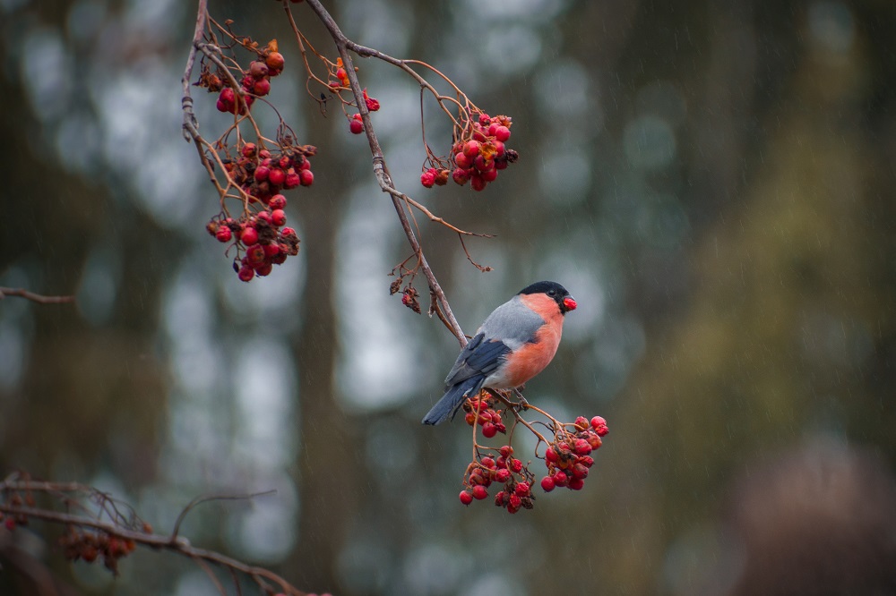 Vánoční pták • Česká společnost ornitologická