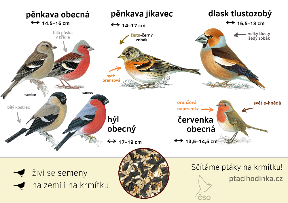 V pátek začíná Ptačí hodinka! Celé Česko bude sčítat ptáky na krmítkách ...