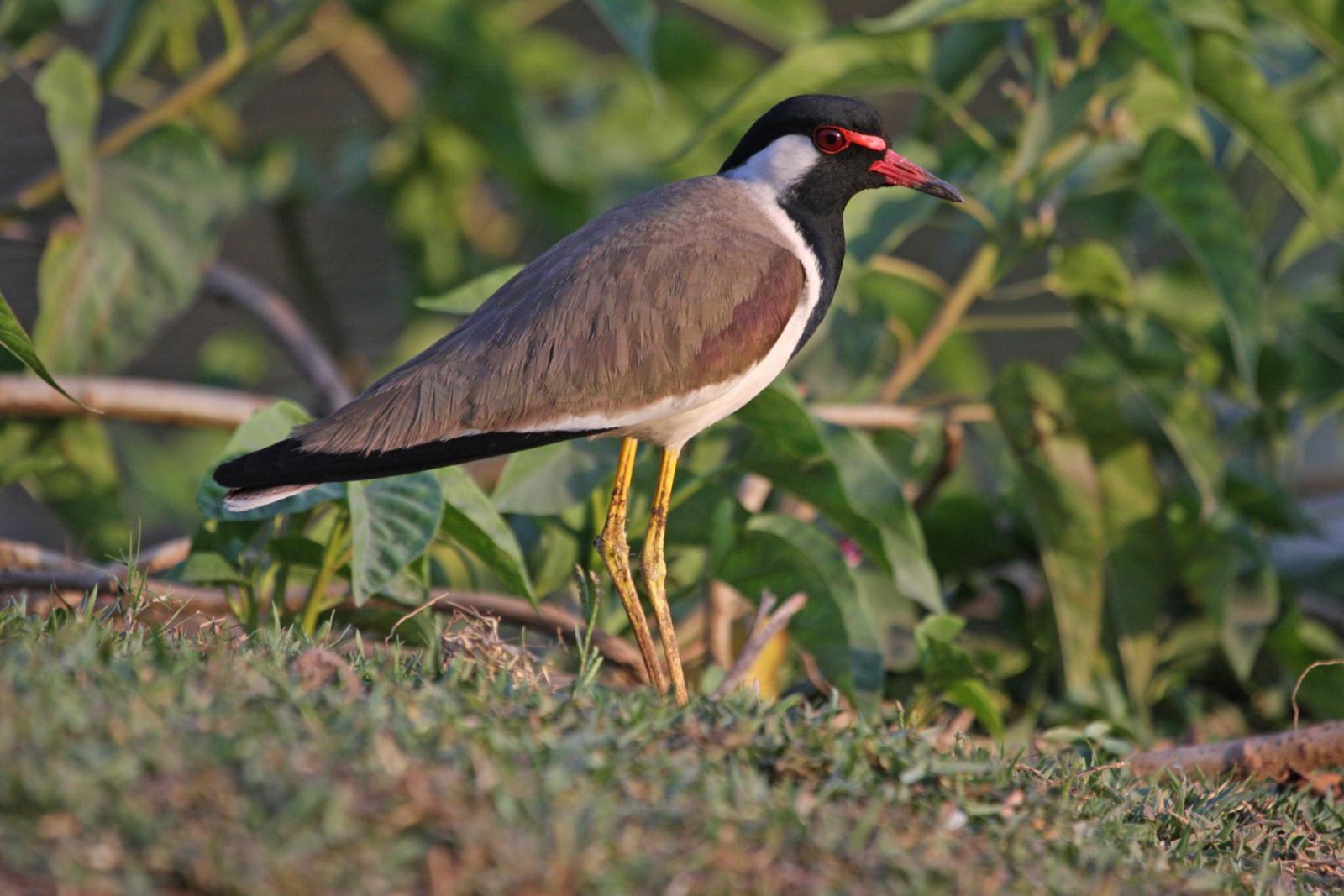 Členské exkurze • Česká společnost ornitologická
