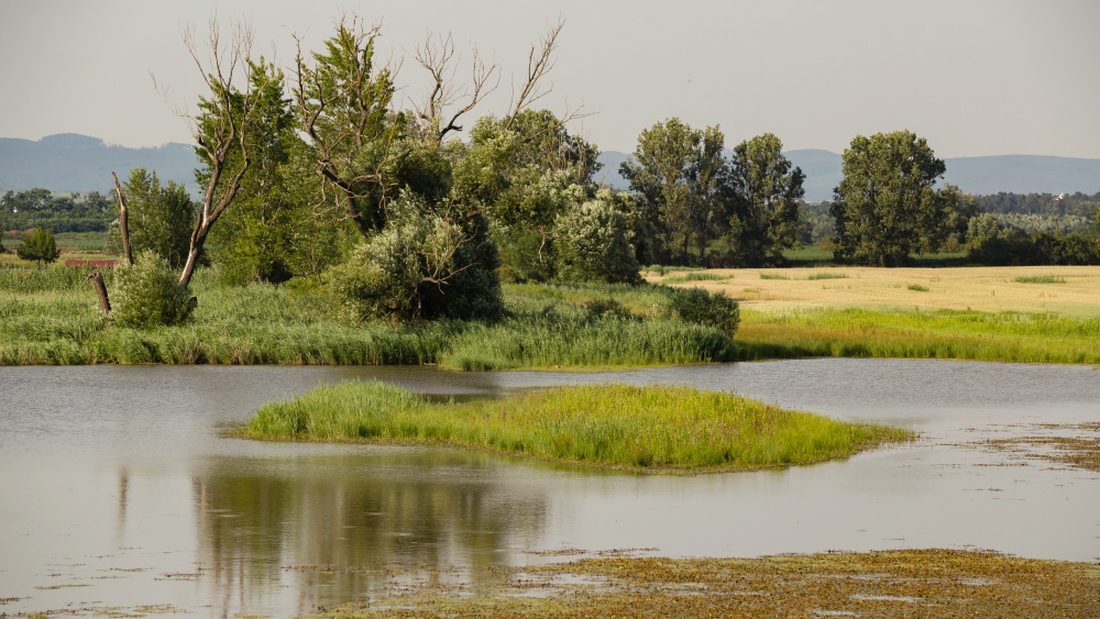 Mokřady pro lidskou pohodu. Zveme na vycházky za ptáky ke Světovému dni ...