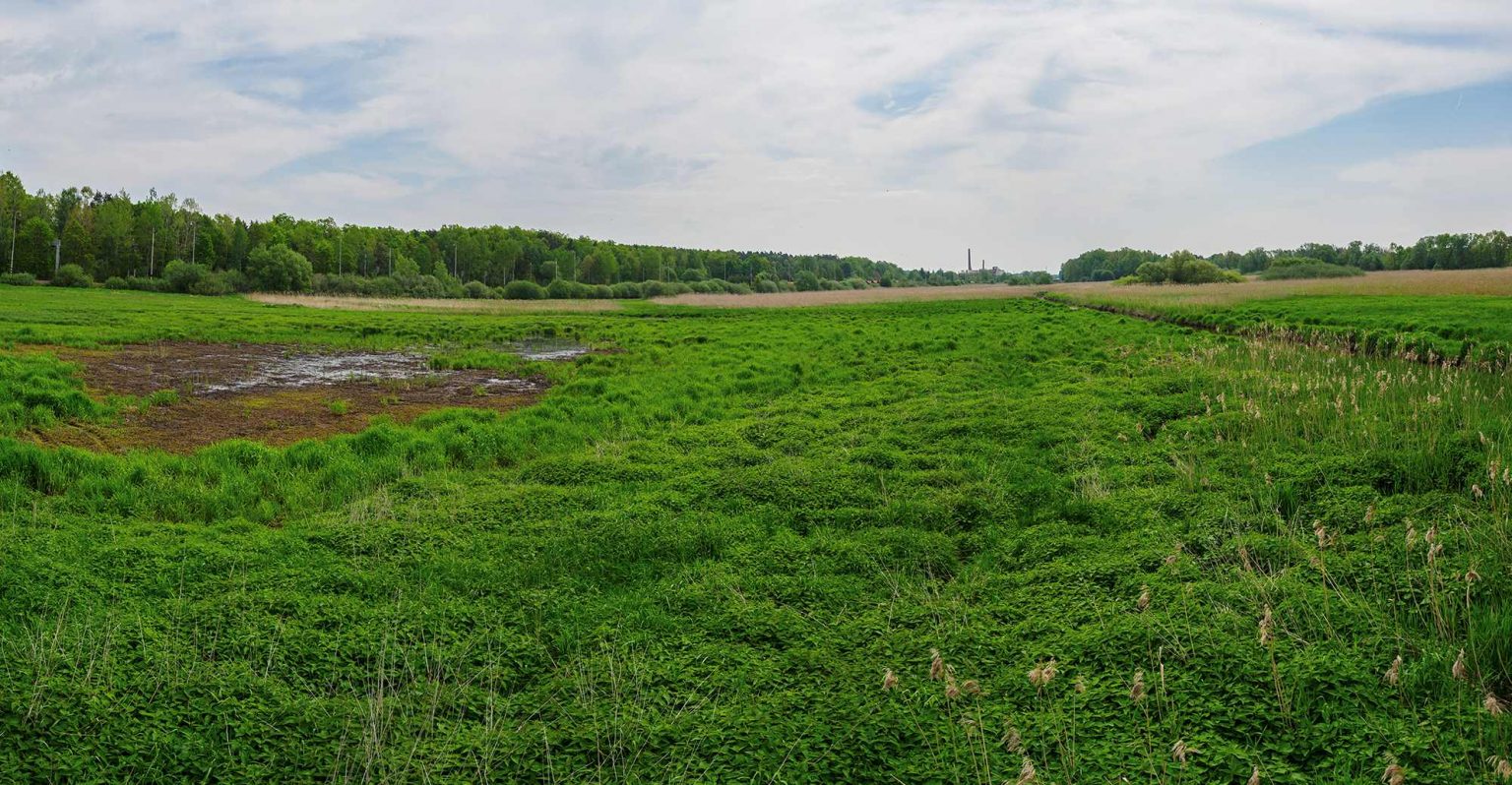 Připravujeme pátý ptačí park - legendární Zbudovská blata • Česká ...