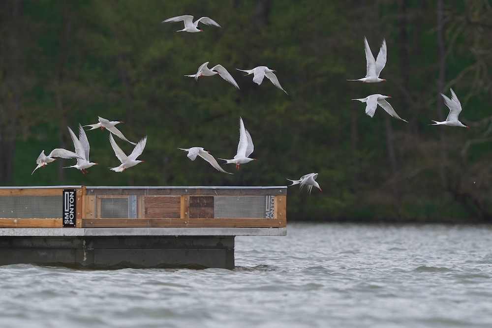 Rybáci na jižní Moravě úspěšně osídlili hnízdní ostrovy a vyvedli první ...
