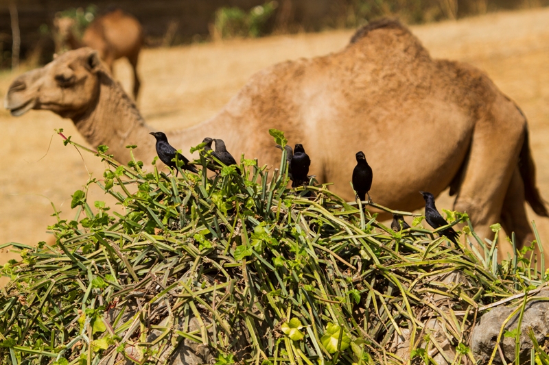 Členské exkurze • Česká společnost ornitologická