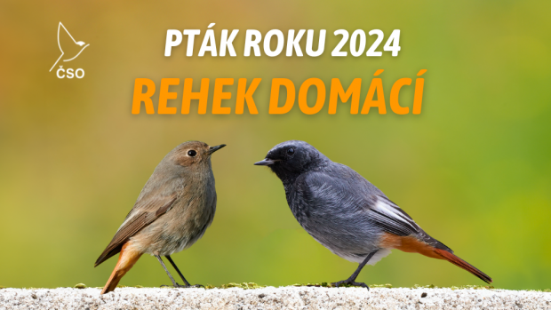 Pták roku 2024: rehek domácí • Česká společnost ornitologická