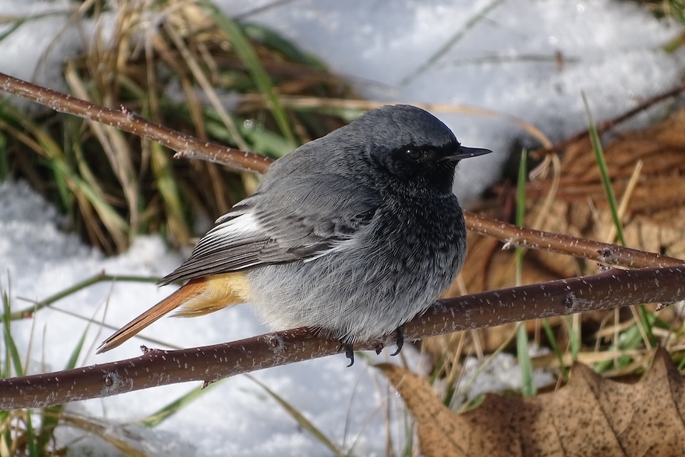 Pták roku 2024: rehek domácí • Česká společnost ornitologická