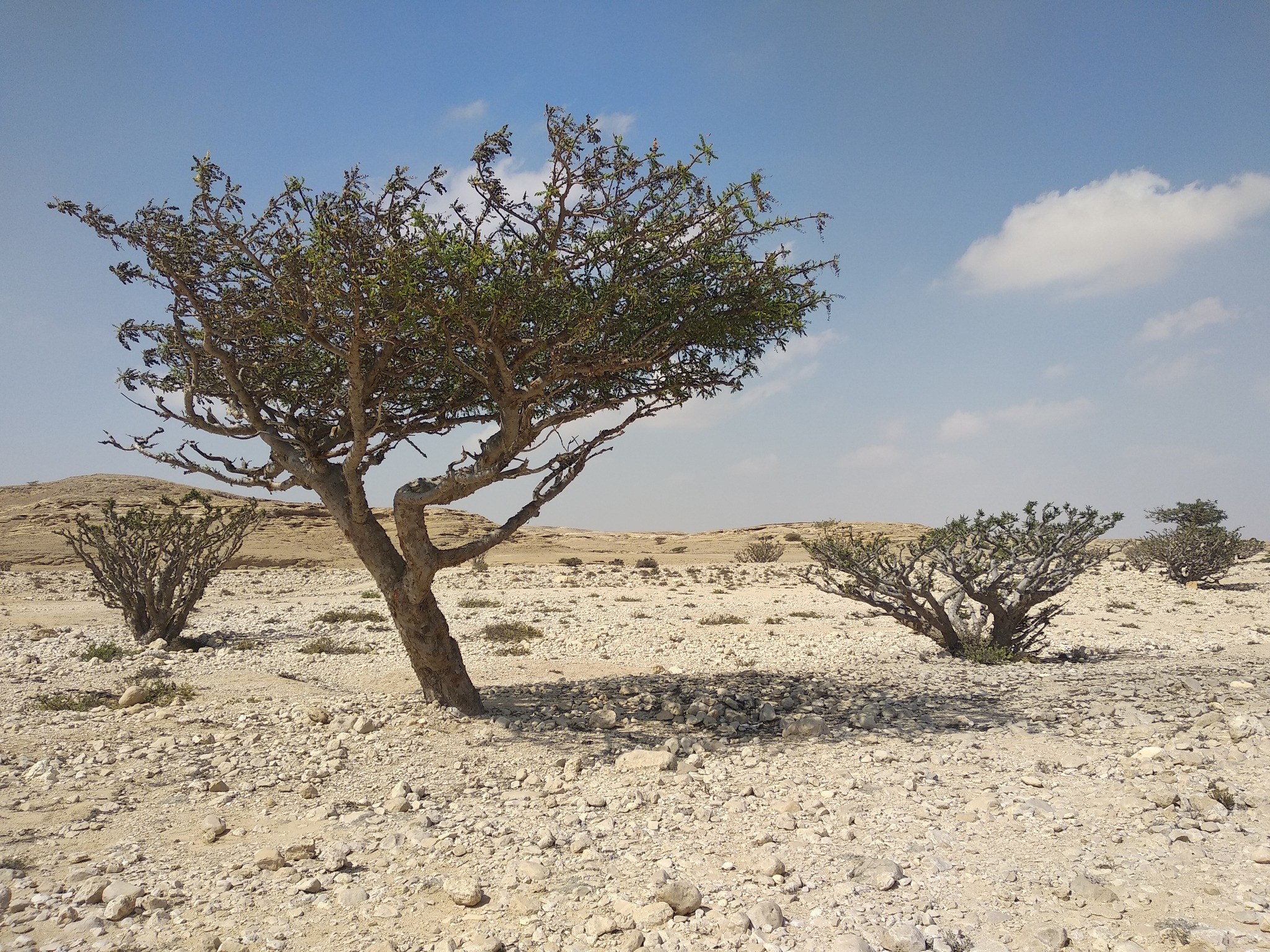 Reportáž z členské exkurze Omán 2023 • Česká společnost ornitologická