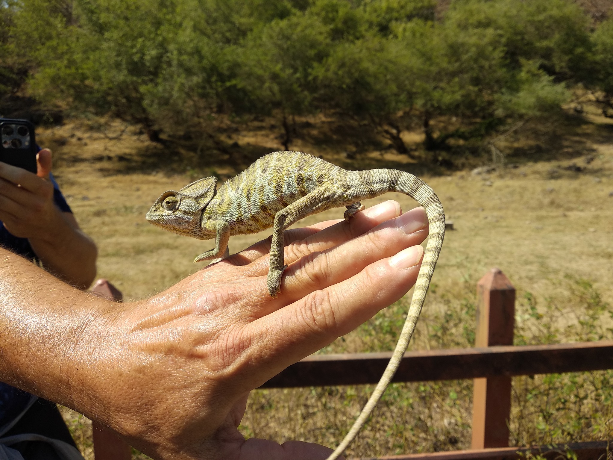 Reportáž z členské exkurze Omán 2023 • Česká společnost ornitologická