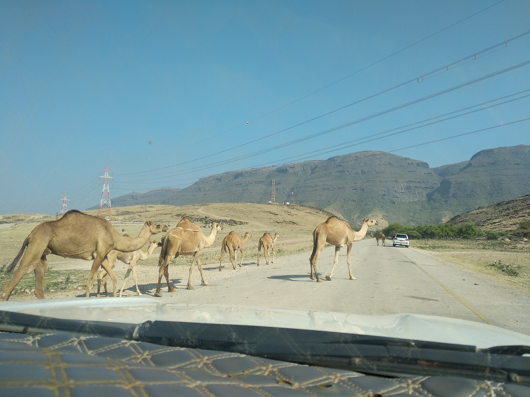 Reportáž z členské exkurze Omán 2023 • Česká společnost ornitologická