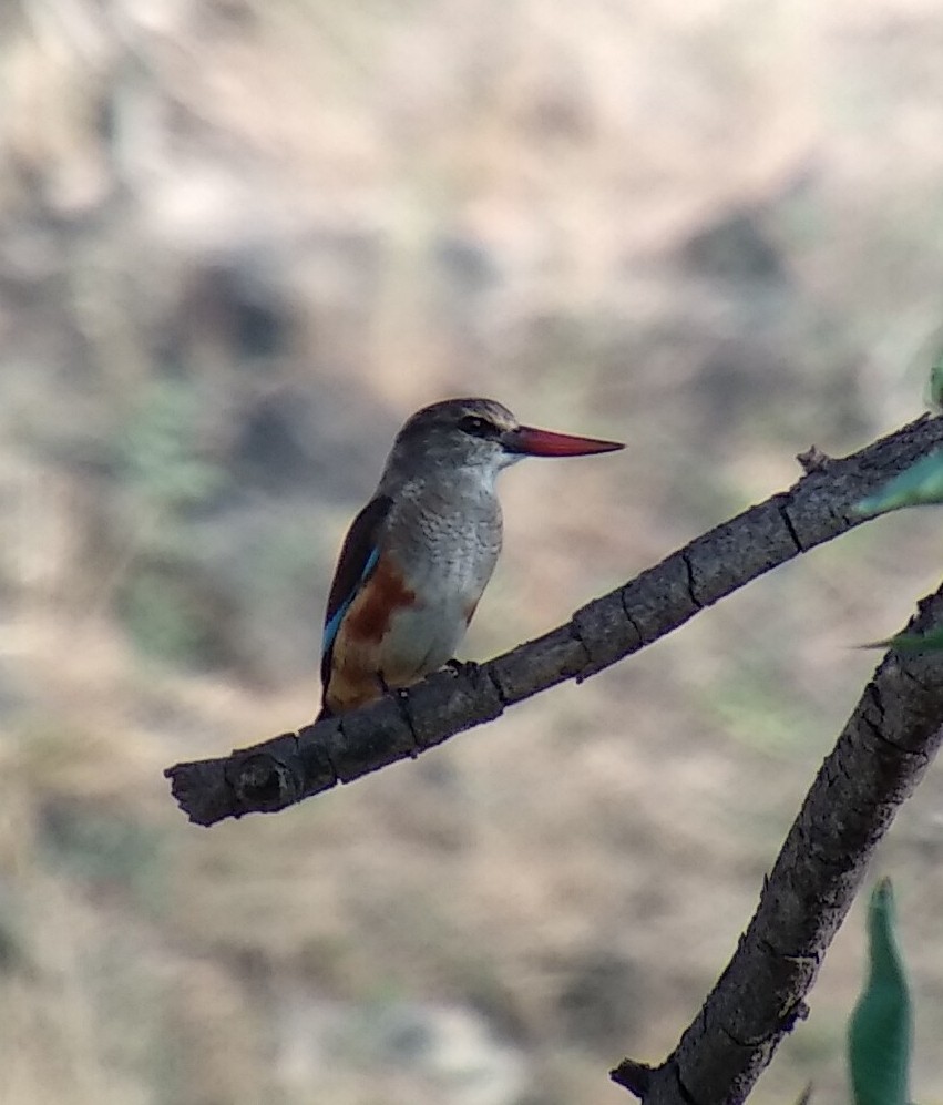 Reportáž z členské exkurze Omán 2023 • Česká společnost ornitologická
