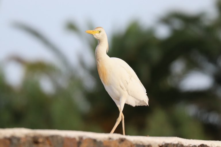 Reportáž z členské exkurze Lanzarote 2024 • Česká společnost ornitologická