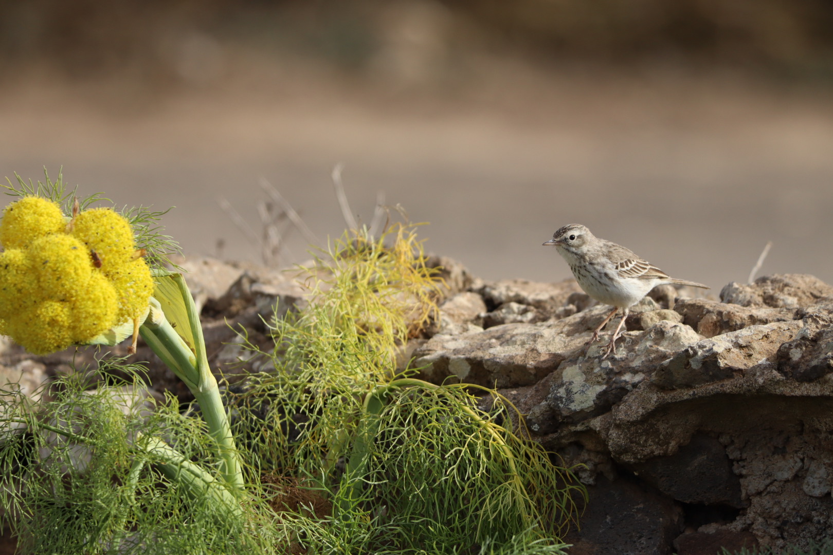 Reportáž z členské exkurze Lanzarote 2024 • Česká společnost ornitologická
