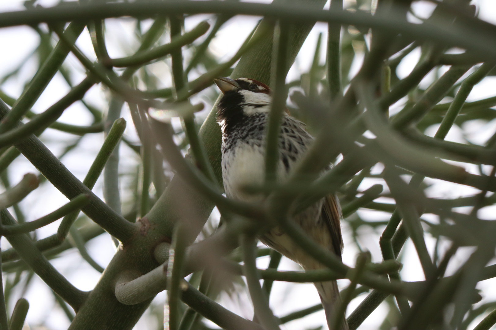 Reportáž z členské exkurze Lanzarote 2024 • Česká společnost ornitologická
