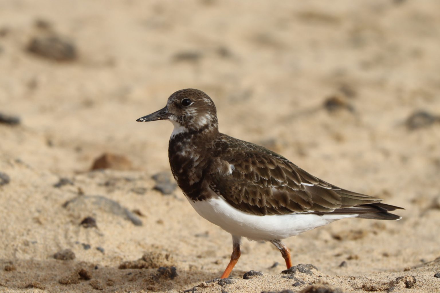 Reportáž z členské exkurze Lanzarote 2024 • Česká společnost ornitologická